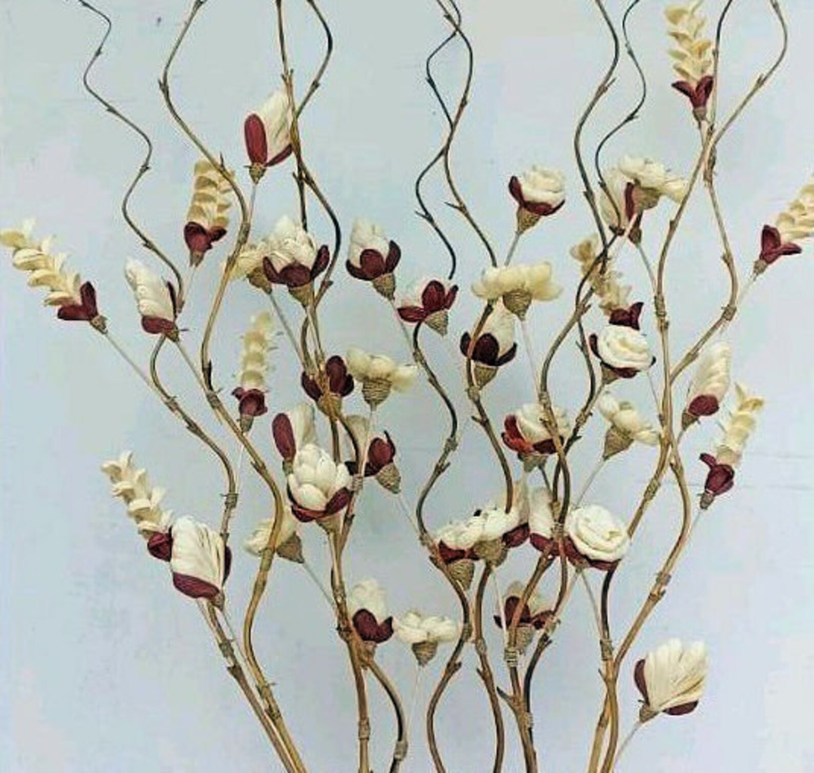 Curly Bamboo Stakes, Black and Natural Yellow, 72" - 78"h X 3/8 ...