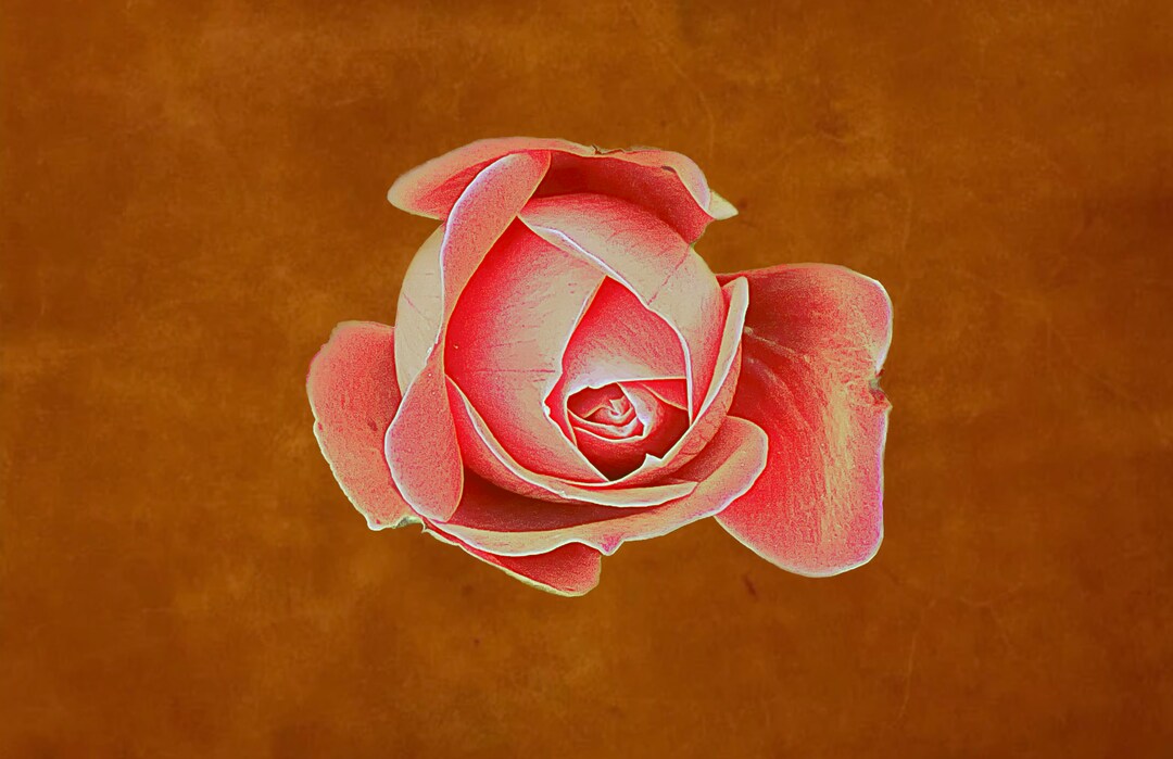 Desktop Wallpaper - Digital Wallpaper - Spring Flower - Etsy