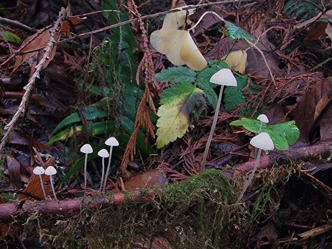 Tiny but Mighty Mushrooms Print, Pacific Northwest Nature Photo, Fungi ...