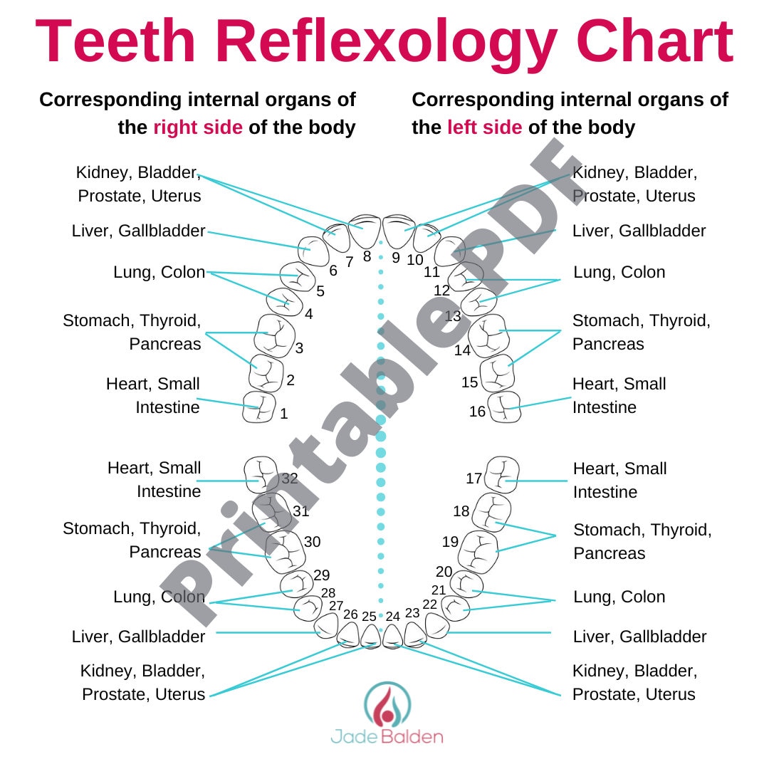 Teeth Reflexology Chart PDF Printable - Etsy