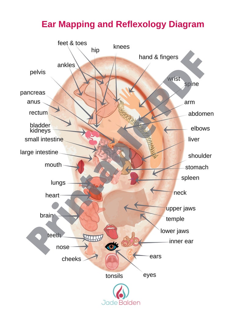 Ear Mapping Chart PDF Printable - Etsy
