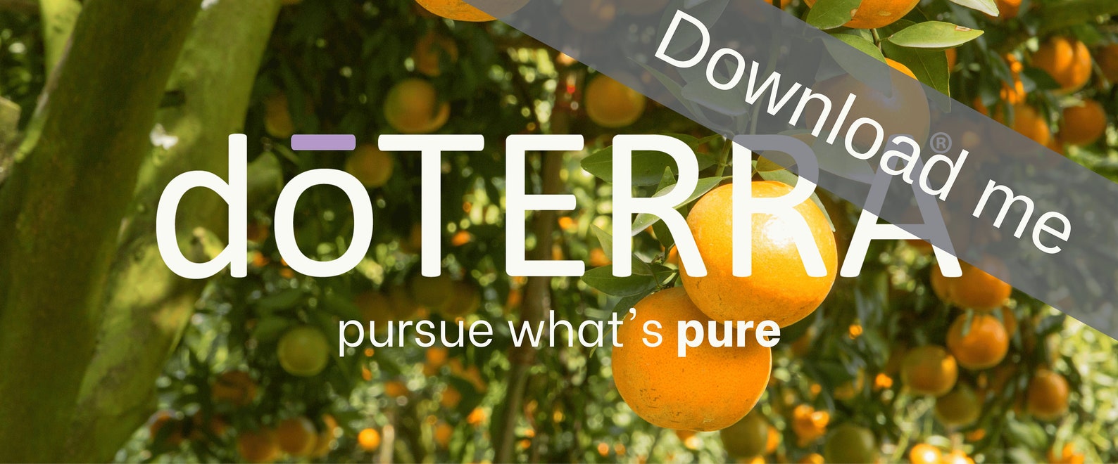 Doterra Banner Oranges PDF Printable - Etsy
