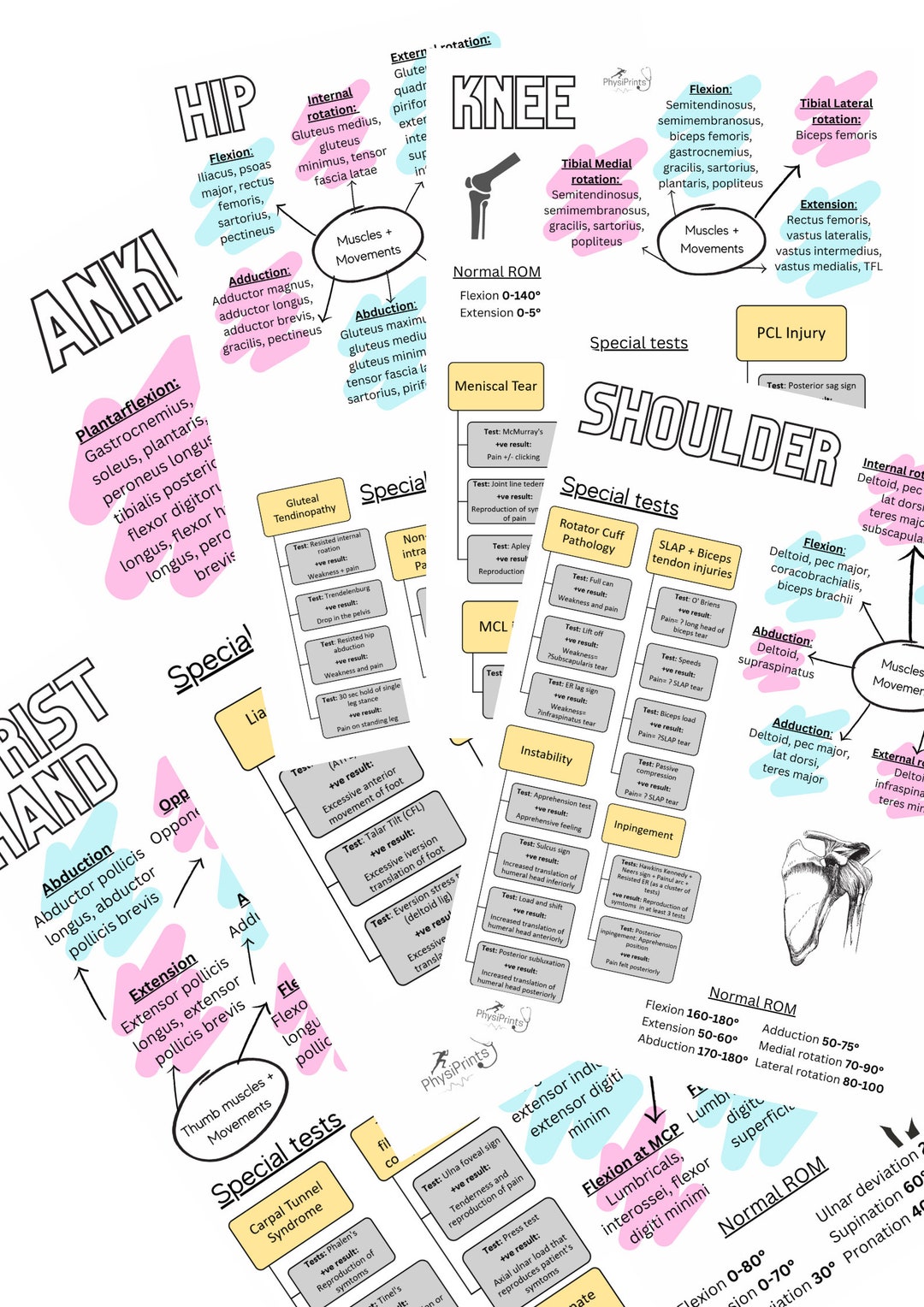 MSK Physio Student Bundle - Etsy