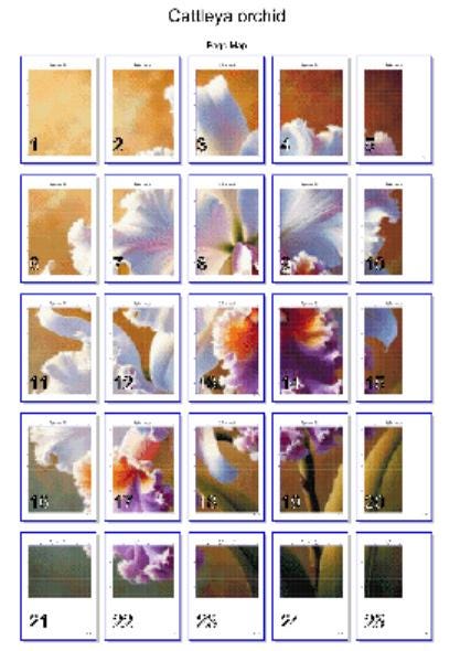 Cattleya Orchid. Large Cross Stitch. Pattern Keeper/markup Compatible ...