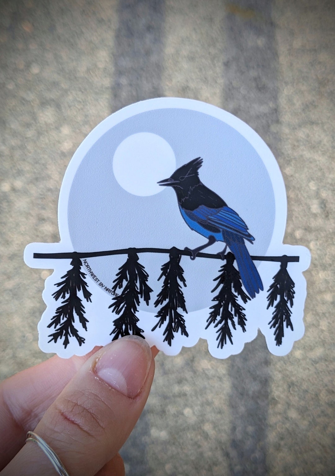 Steller's Jay Sticker, Decal, Northwest, West Coast, British Columbia ...