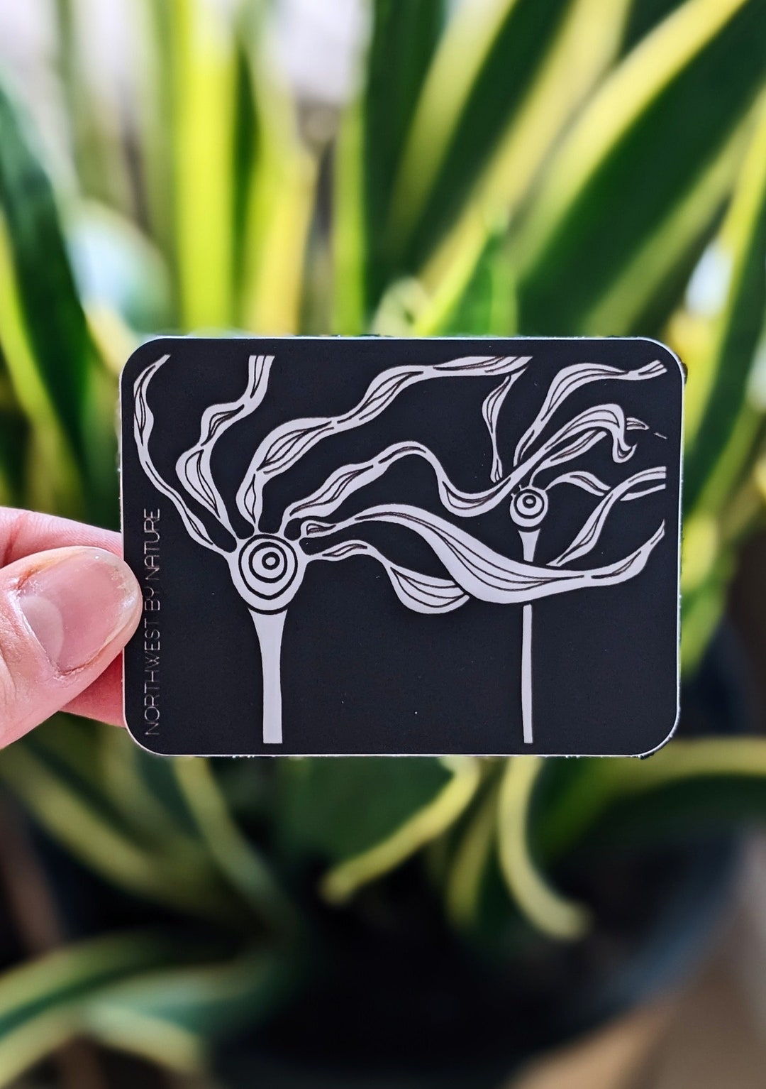 Kelp Sticker Decal Bullkelp, Seaweed, Pacific Northwest, - Etsy