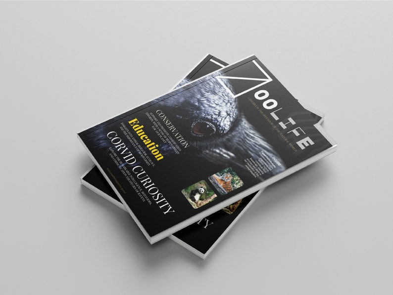 6 X Canva Magazine/brochure Covers for Your Own Use - Etsy