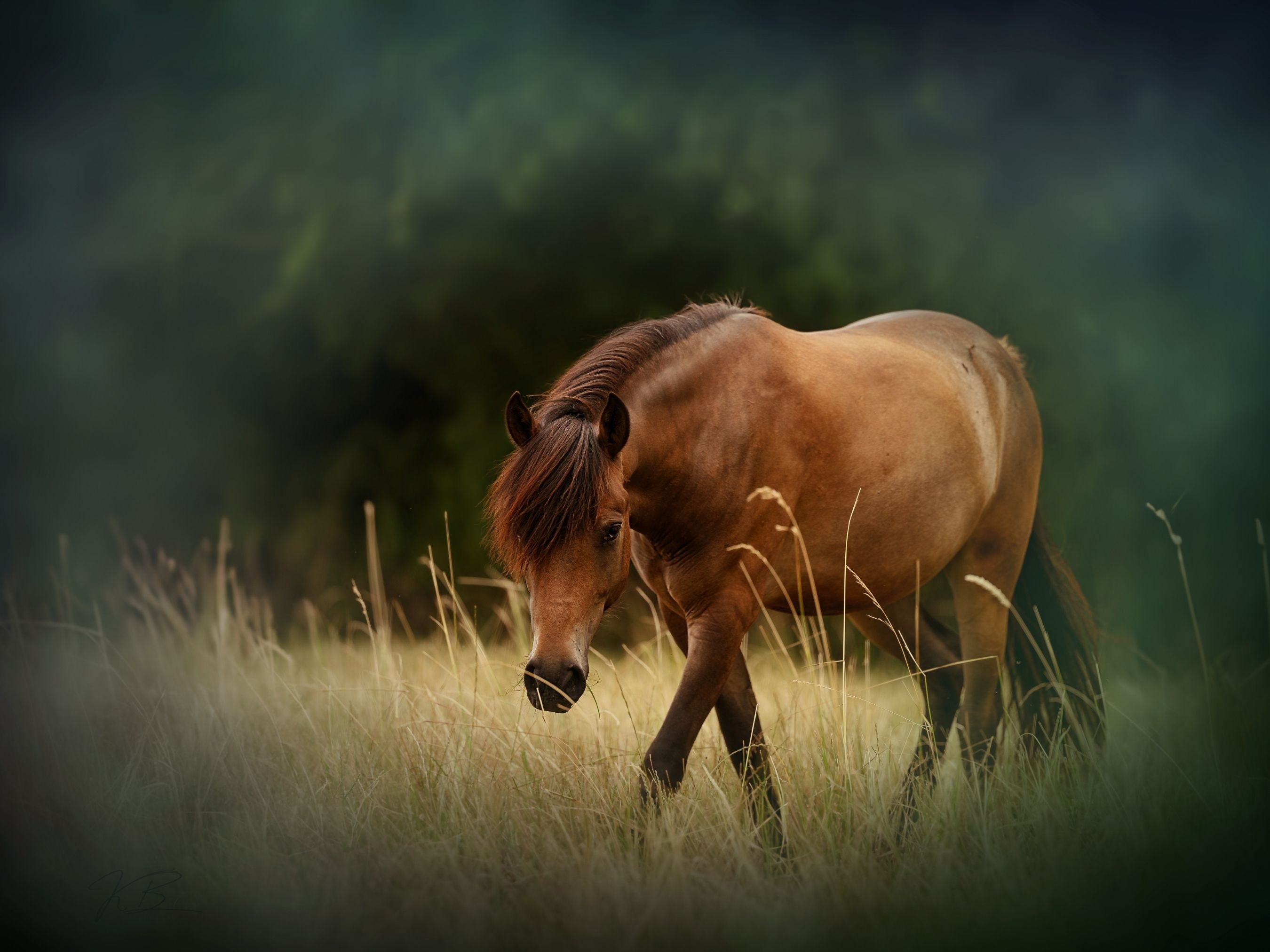 Photoshop Vignette Overlays, Natural and Easy to Use With Explanations ...