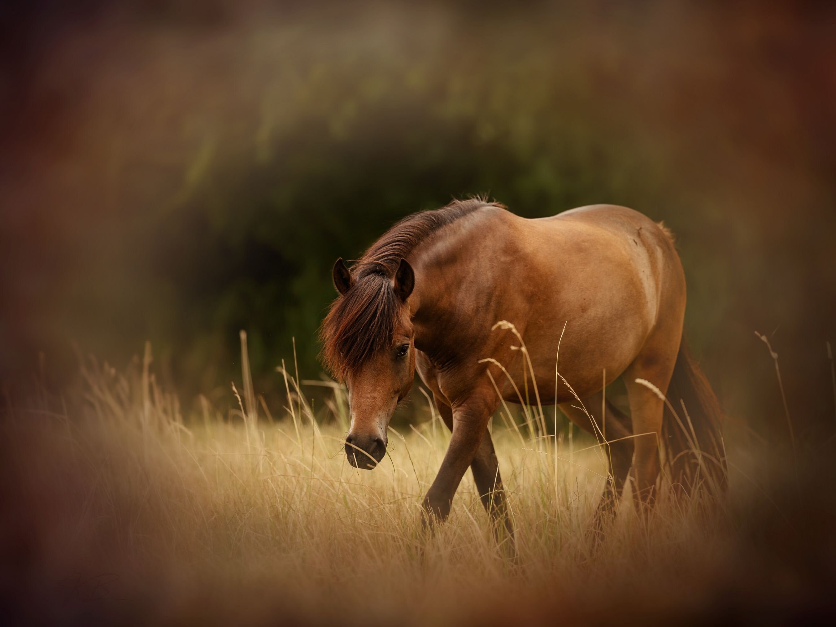 Photoshop Vignette Overlays, Natural and Easy to Use With Explanations ...