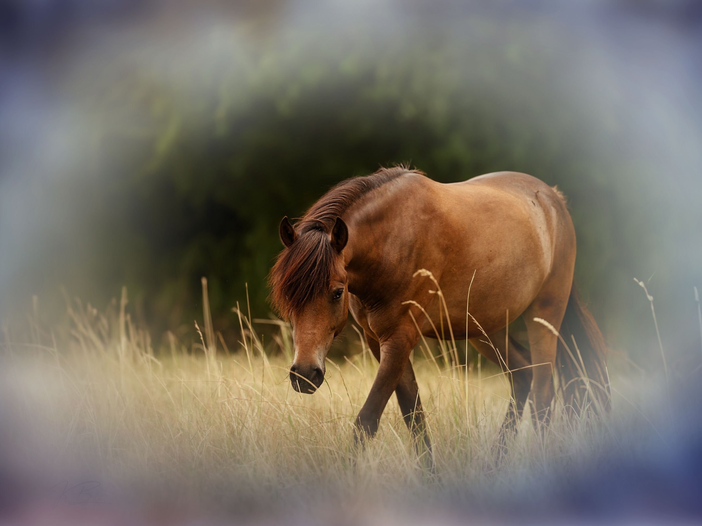 Photoshop Vignette Overlays Natural and Easy to Use With - Etsy