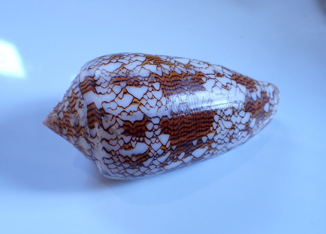 Sea Shells Conus Textile 104mm BIG SIZE - Etsy
