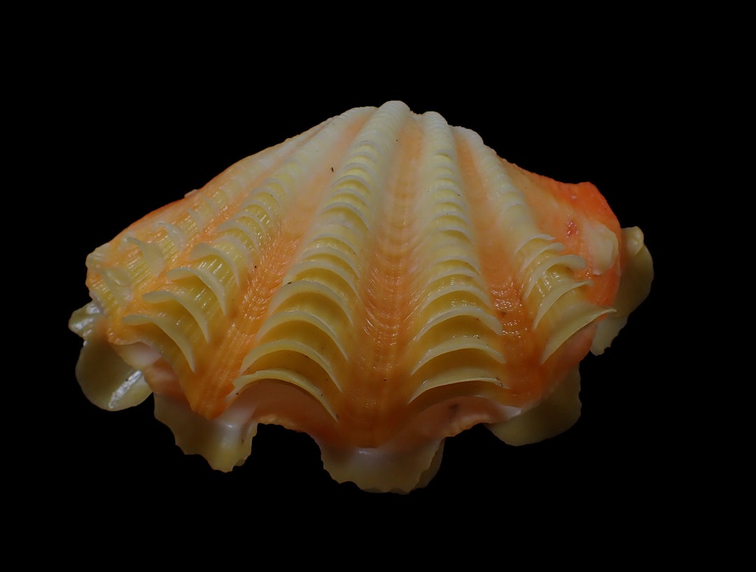 Sea Shell Bivalvia Squamusa 105mm - Etsy