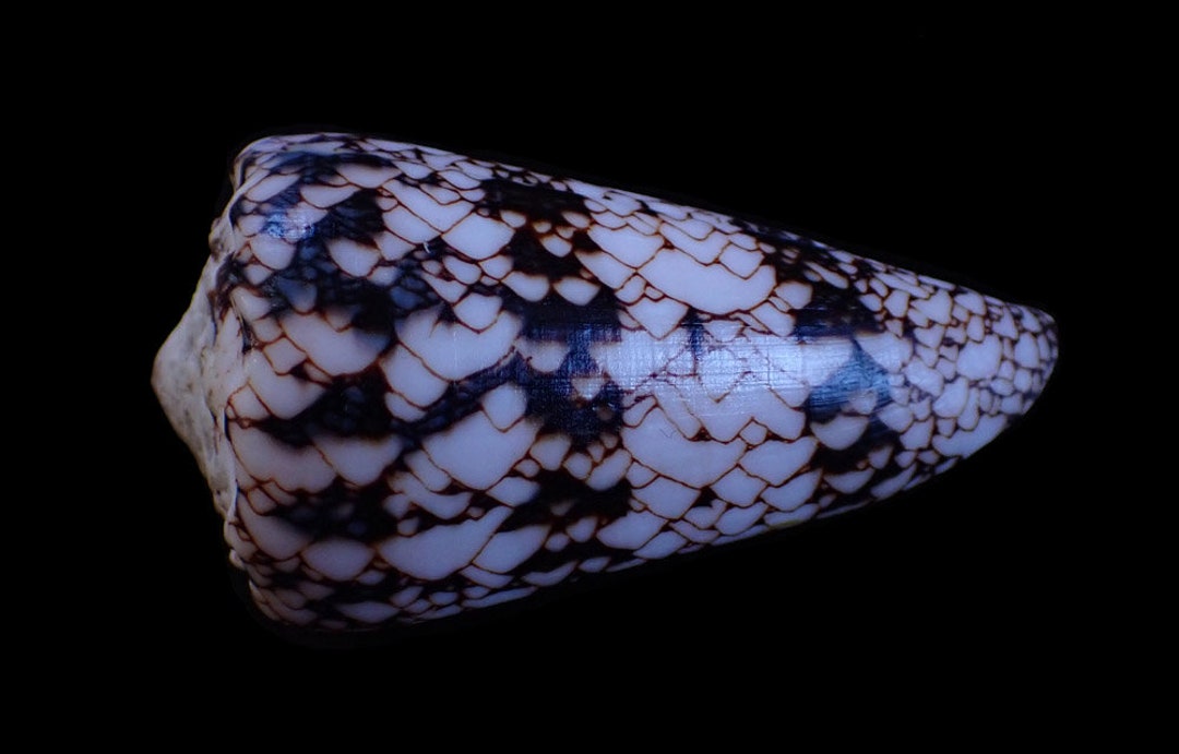 Seashell Conus Nicobaricus 65mm - Etsy
