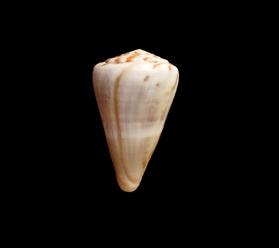 Sea Shell Conus Capitaneus 64mm - Etsy