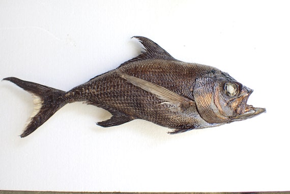 Sickle Pomfret Fish