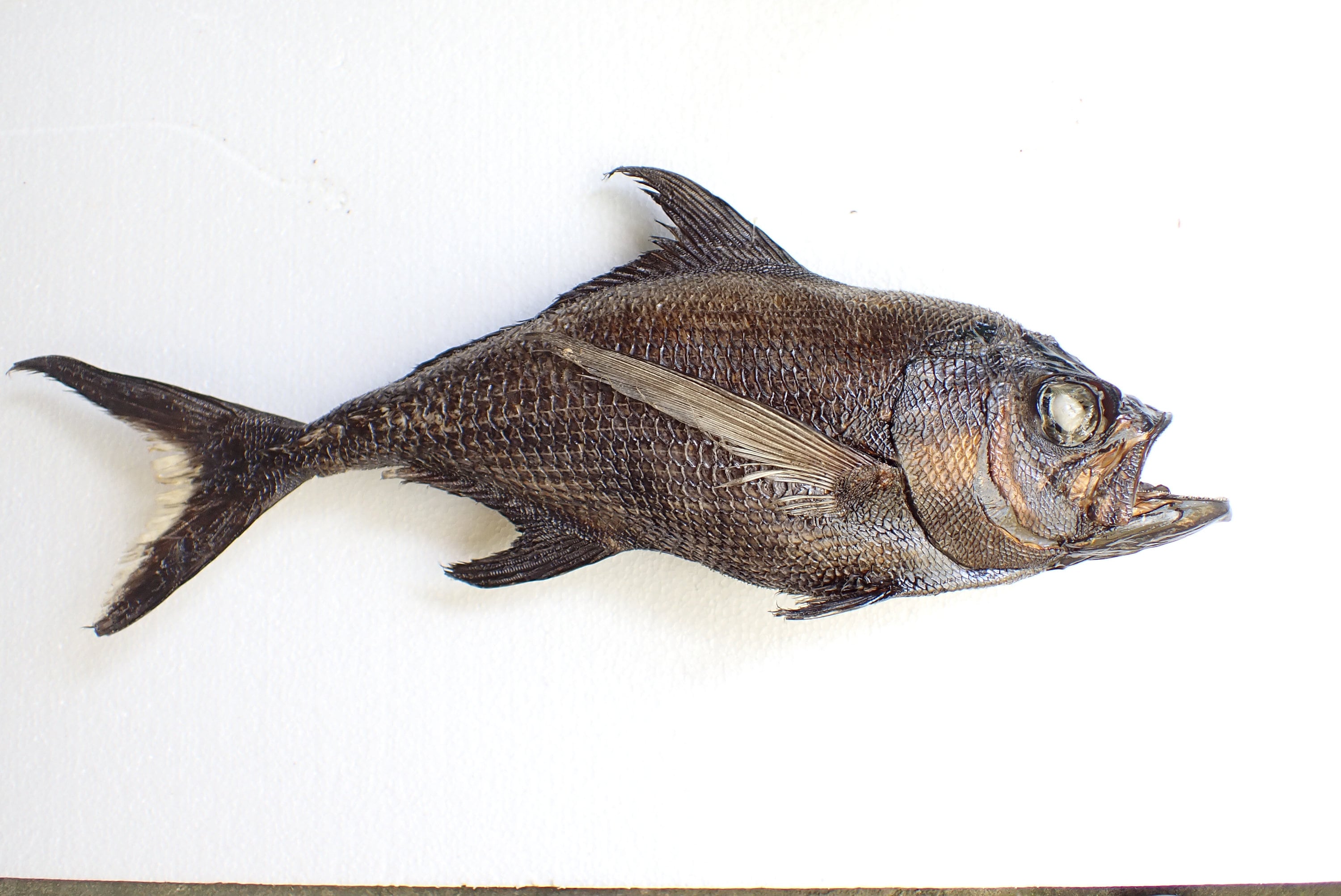 Black Pomfret Monchong Fish Pictures