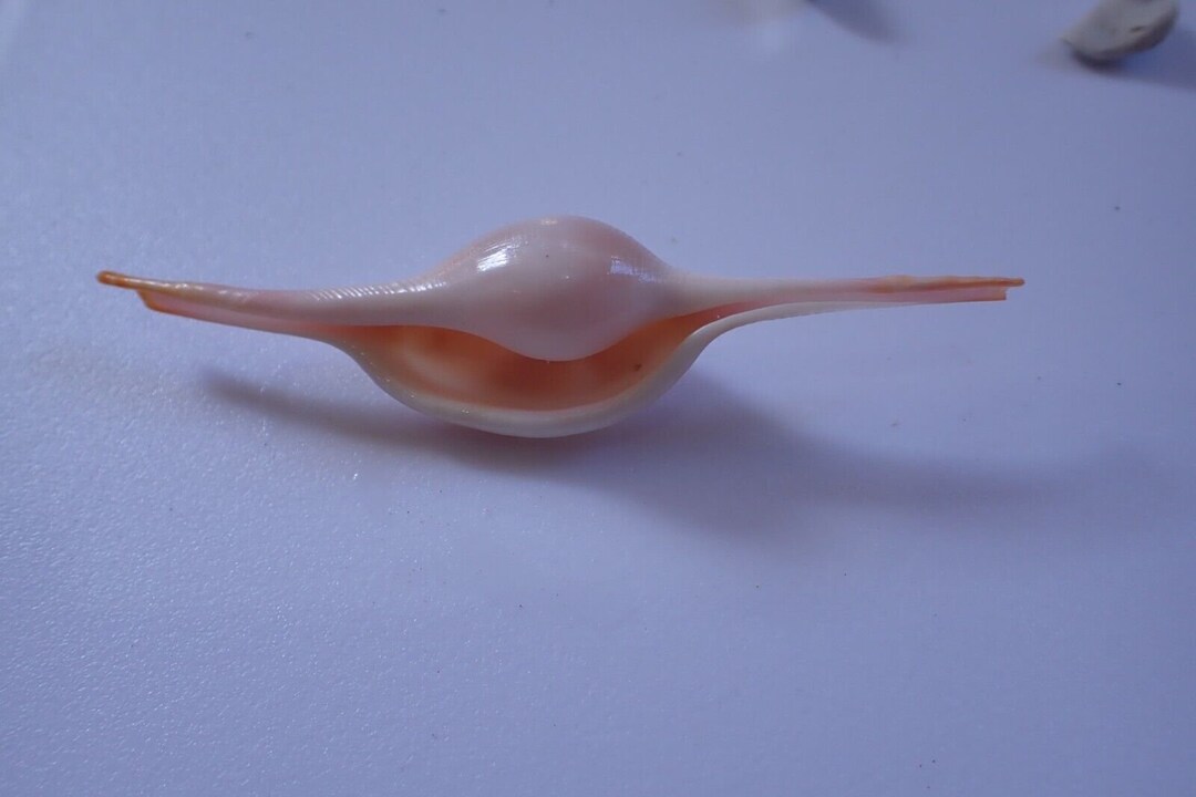 Sea Shells Volva Volva 95mm F - Etsy