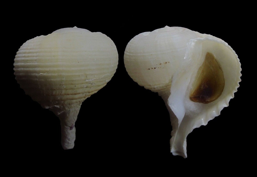 Sea Shells Rapa Rapa 75mm - Etsy