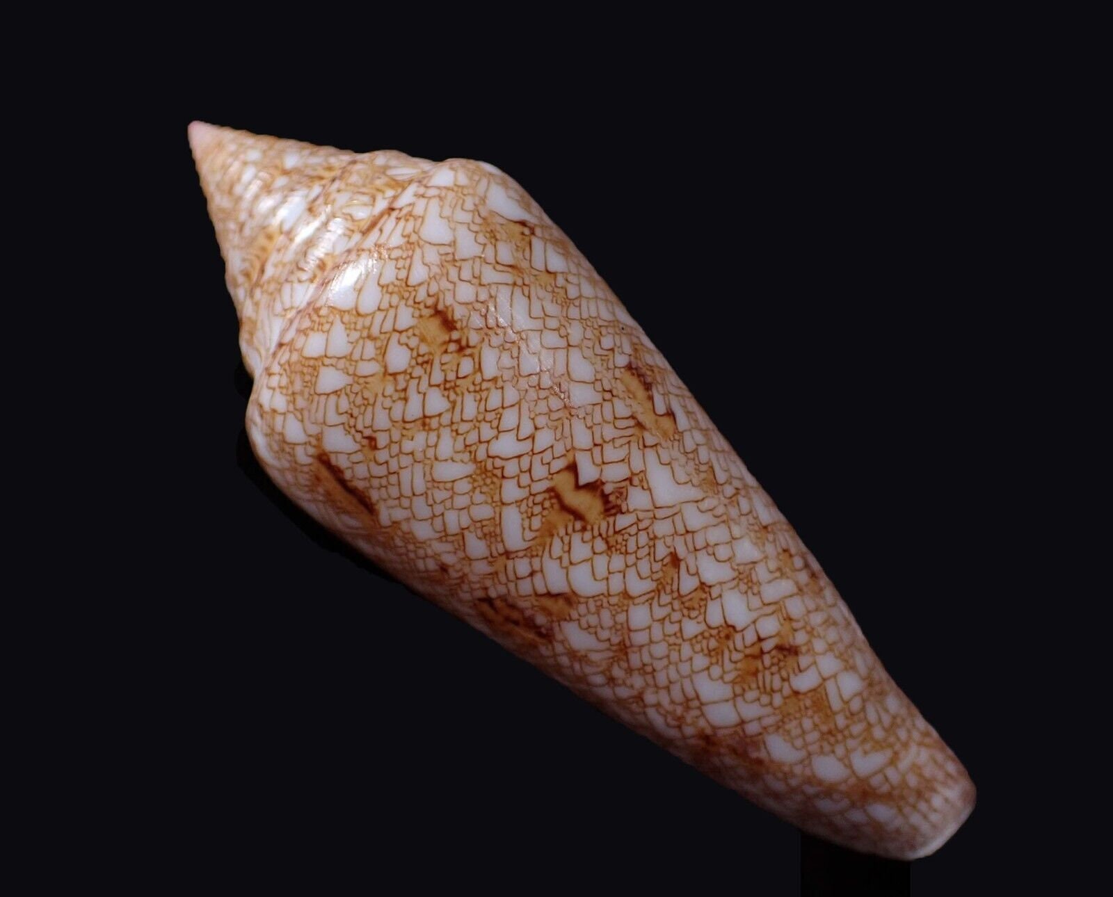 Conus Gloriamaris