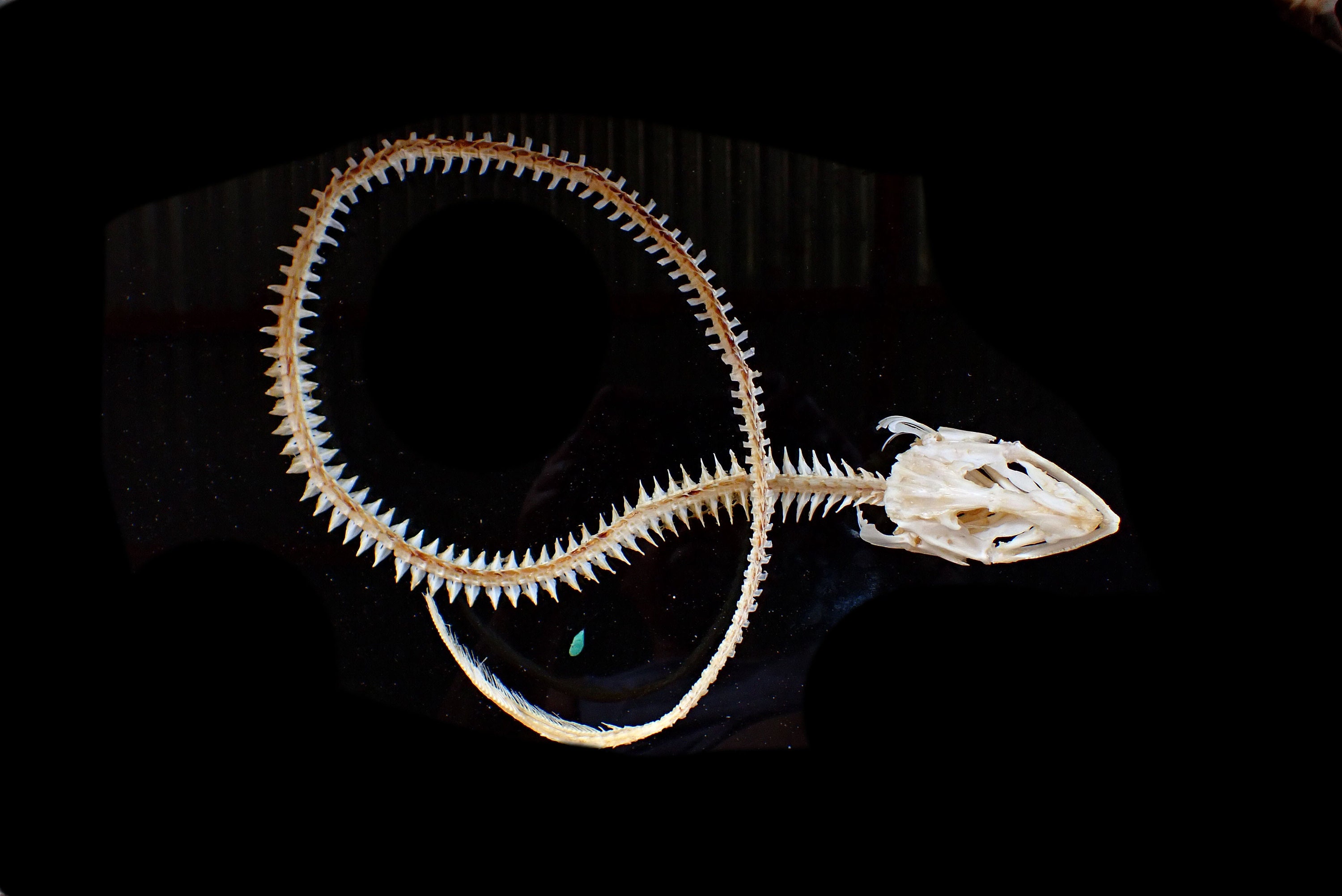 Sea Shell Moray Eel Skeleton Taxidermy 60-cm Measured - Etsy