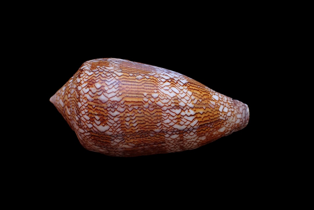 Sea Shell Conus Textile 90mm - Etsy