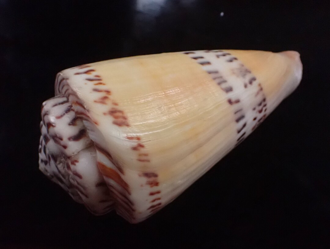 Sea Shell Conus Mustelinus 94mm BIG SIZE - Etsy