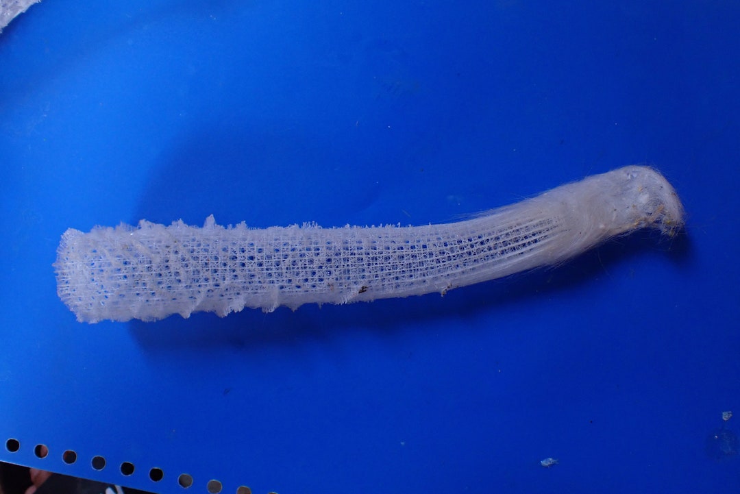 Marine Life Venus Flower Basket 231mm - Etsy