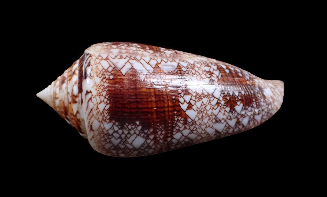 Sea Shells Conus Telatus 79mm BIG SIZE & RARE - Etsy UK