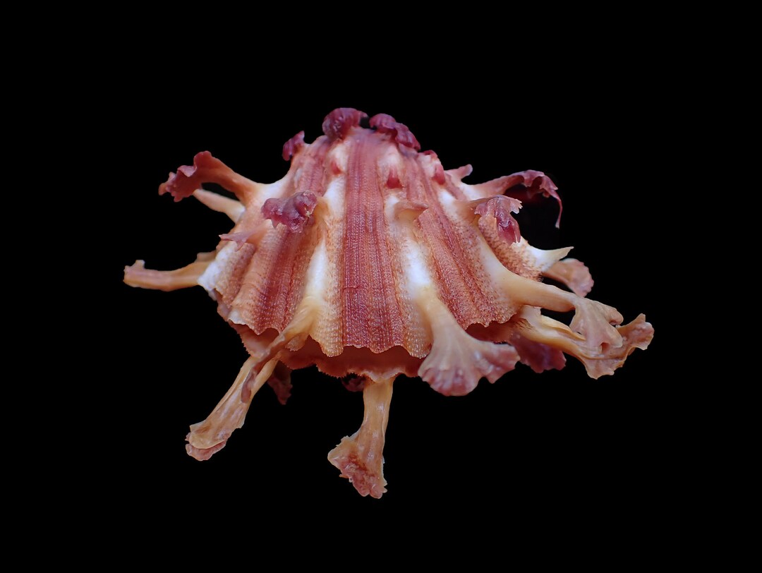 Sea Shells Spondylus Sinensis 67mm - Etsy