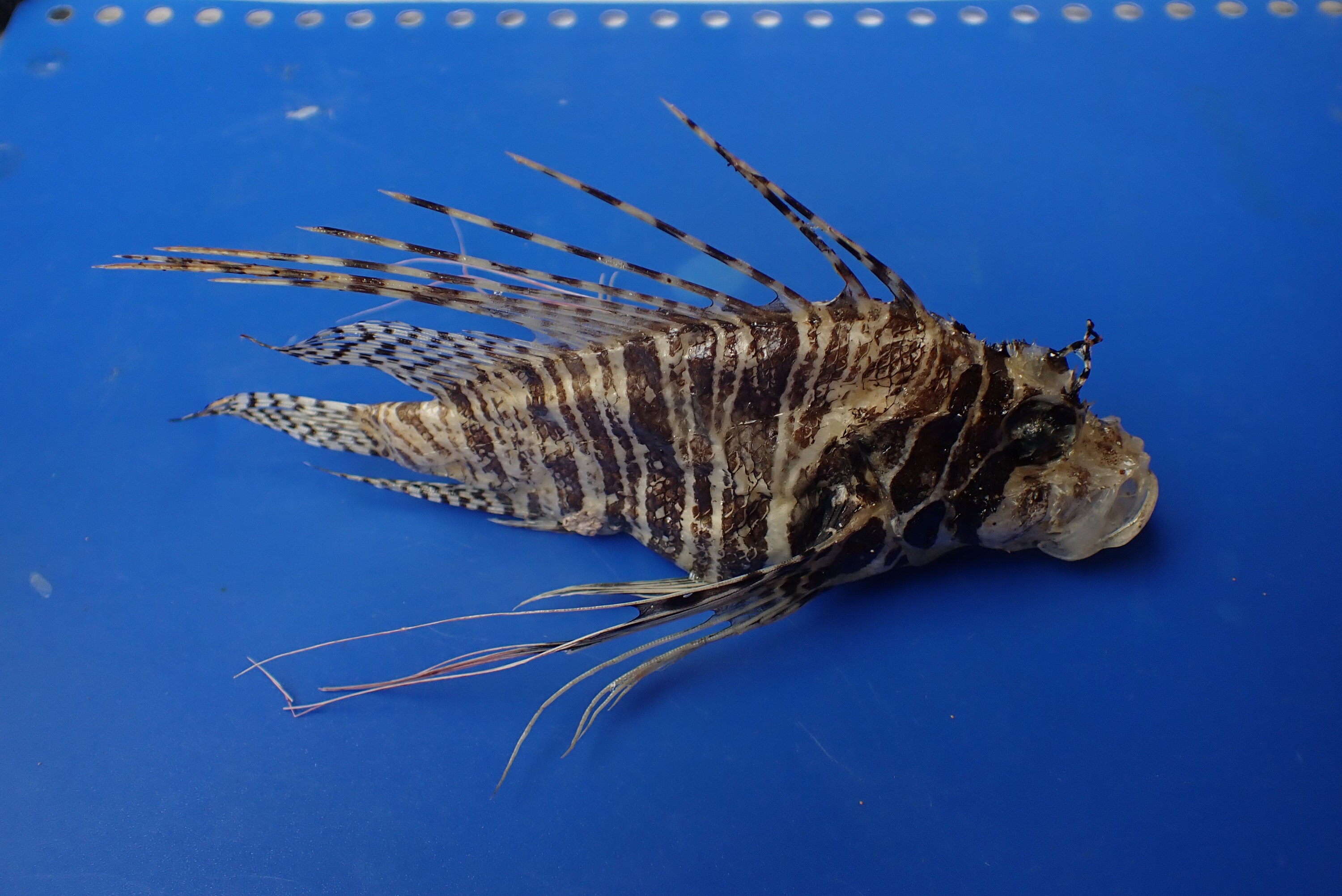 Marine Life Fish Taxidermy Lionfish 156mm - Etsy