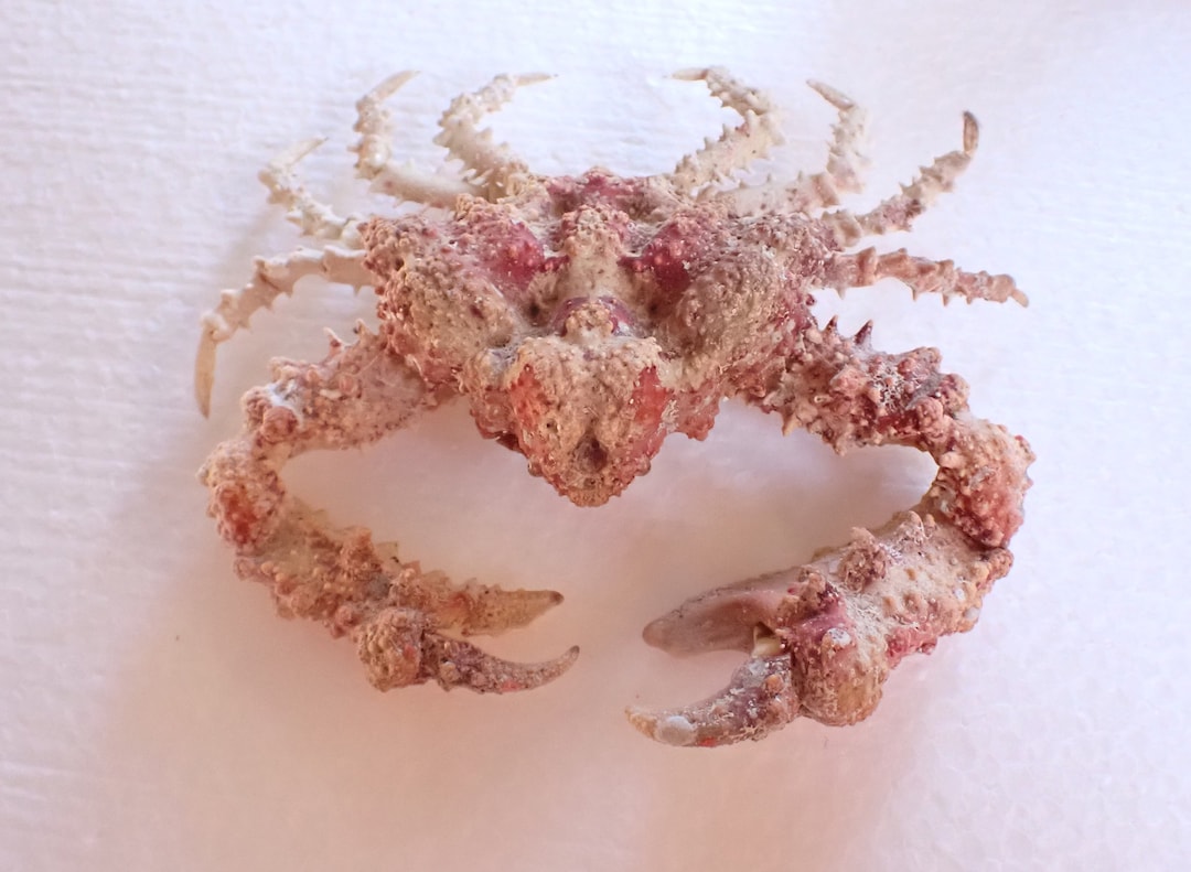 Marine Life Crustacean Daldorfia Horrida 140mm - Etsy