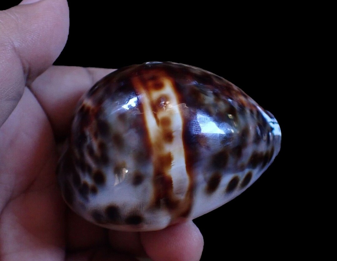 Sea Shells Cypraea Tigris 74mm Special Color - Etsy