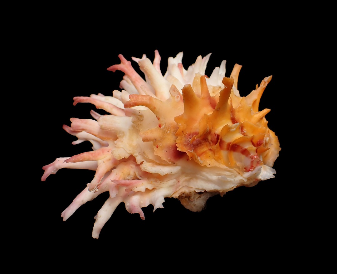 Sea Shells Chama Lazarus 78mm - Etsy