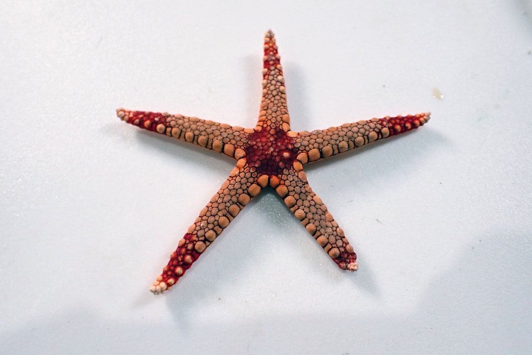 Marine Life Sea Star-80-m.m. - Etsy