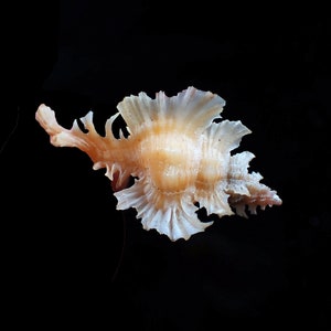 Seashell Chicoreus Orchidiflorus A.k.a sea Snail 28mm - Etsy