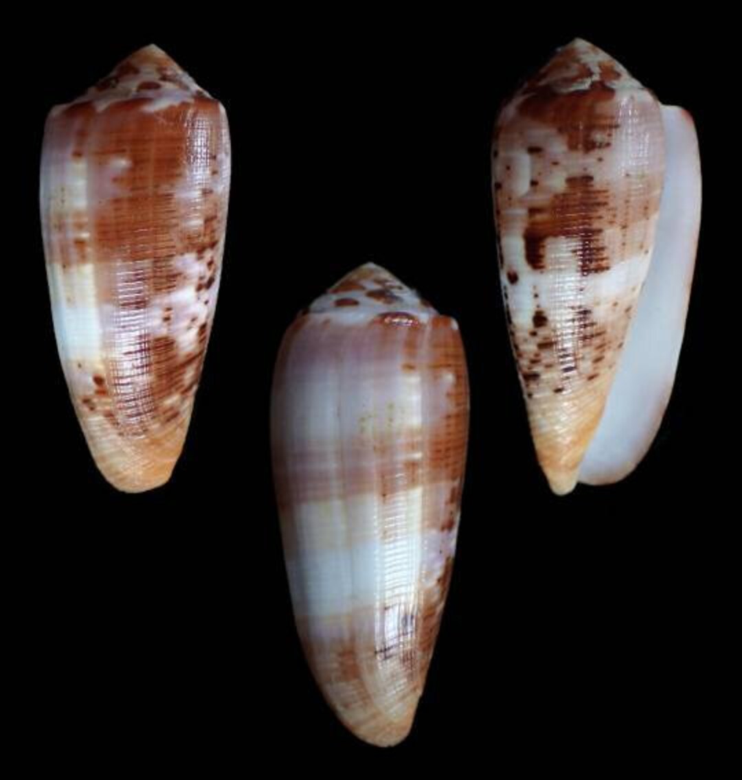 Sea Shells Conus Circumcisus 66mm - Etsy