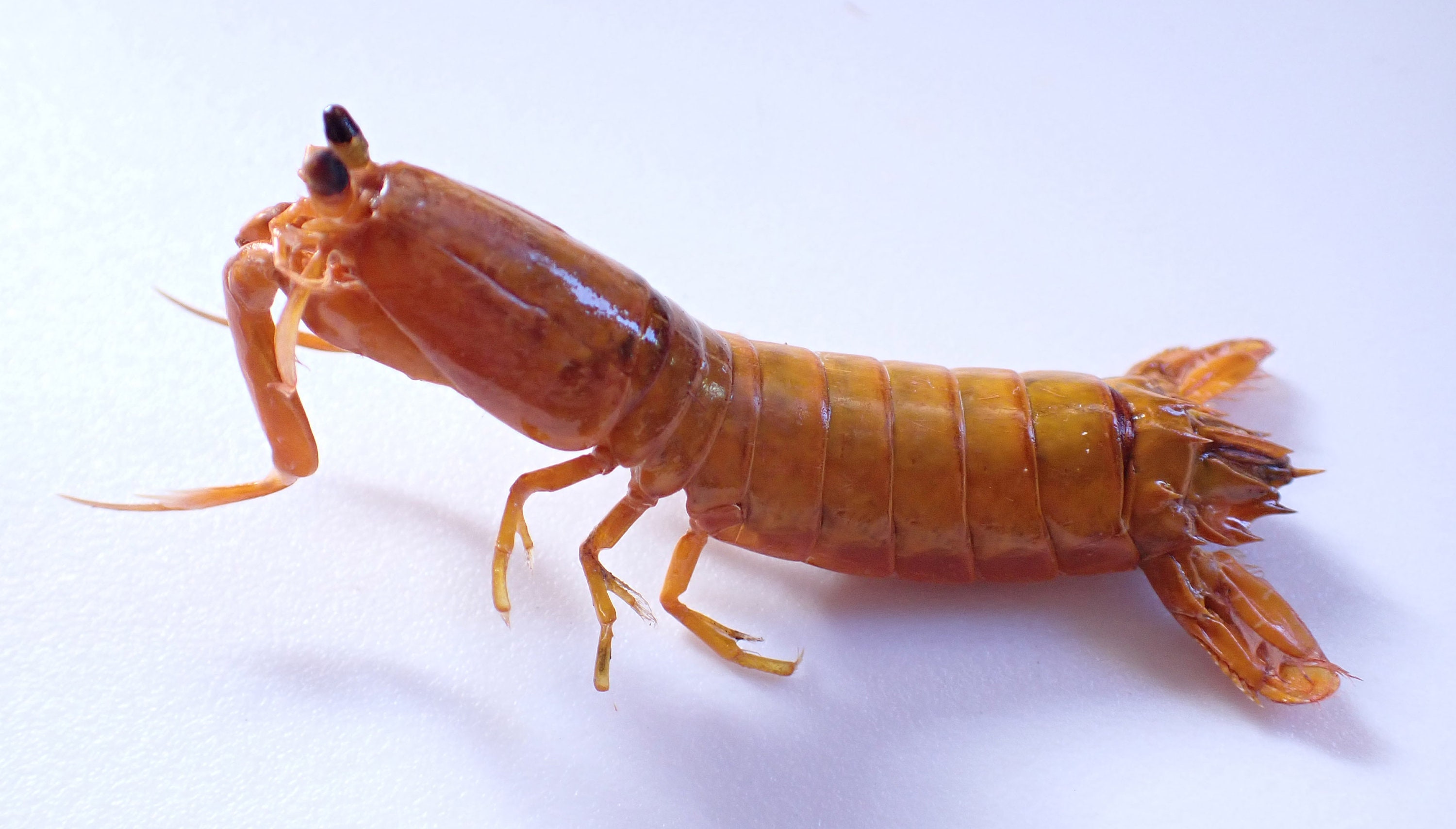 Mantis Shrimp Spear Type 8cm - Etsy Canada