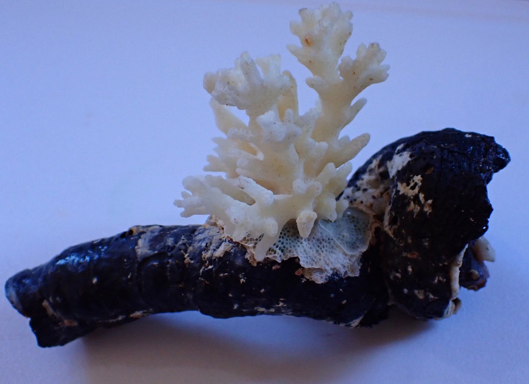 Seashell Worm Shell 117mm Unique - Etsy