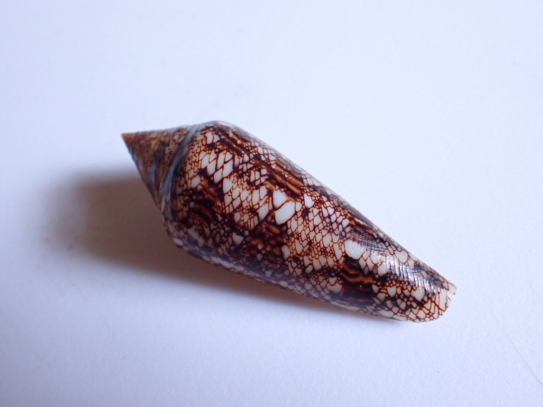 Sea Shells Conus Gloriamaris glory of the Sea 57mm DARK - Etsy