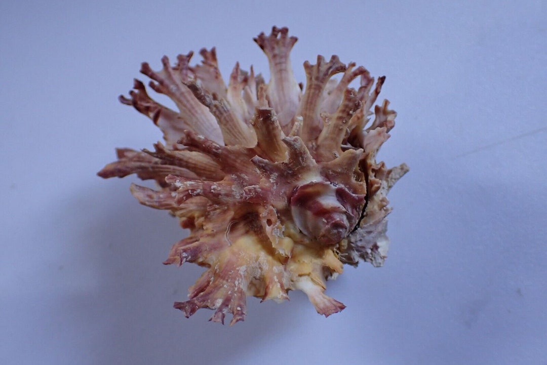 Sea Shells chama Lazarus 67mm - Etsy