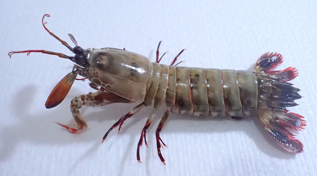 Marine Life Taxidermy Mantis Shrimp 175mm - Etsy