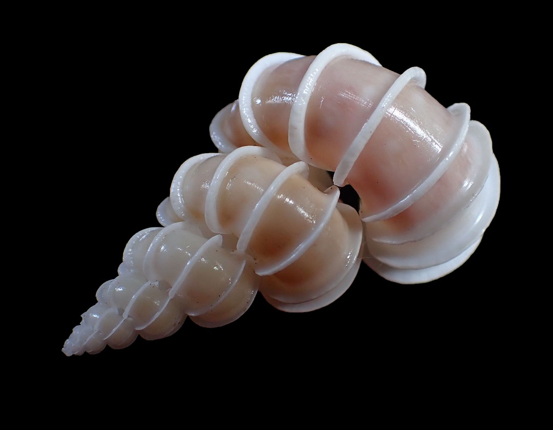 Sea Shell Epitonium Scalare 57mm - Etsy