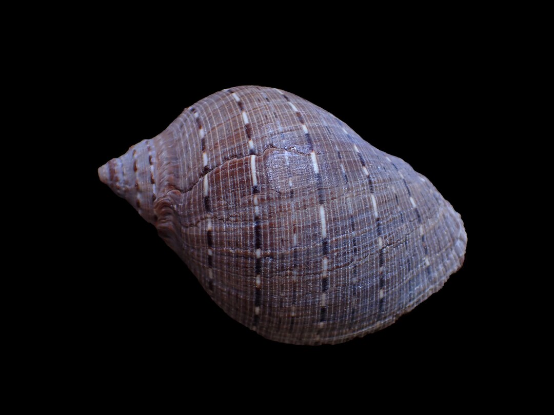 Sea Shells Purpura Persica 85mm - Etsy