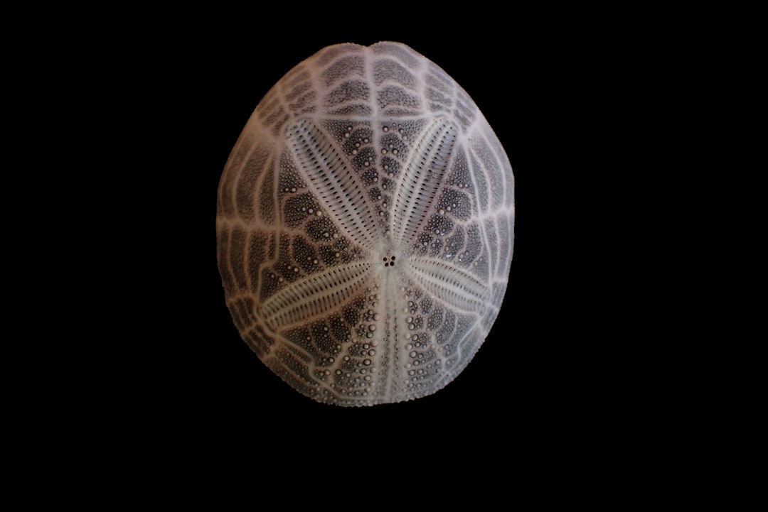 Sea Urchin Test Heart Urchin Spatangoida 51mm - Etsy
