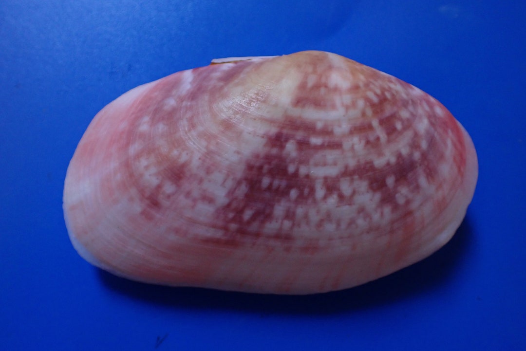 Sea Shells Bivalvia Specie-100mm - Etsy