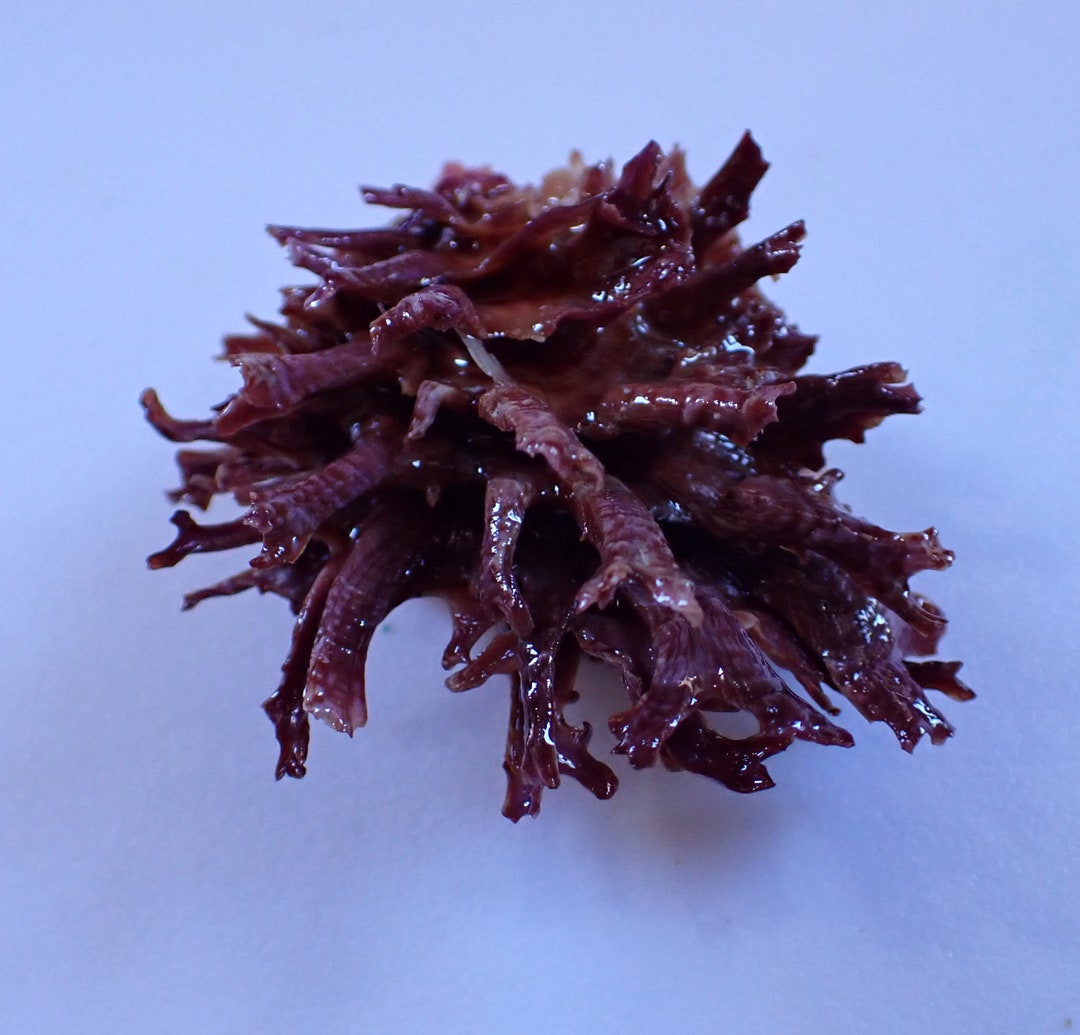 Sea Shell Chama Lazarus 62mm NICE COLOR - Etsy