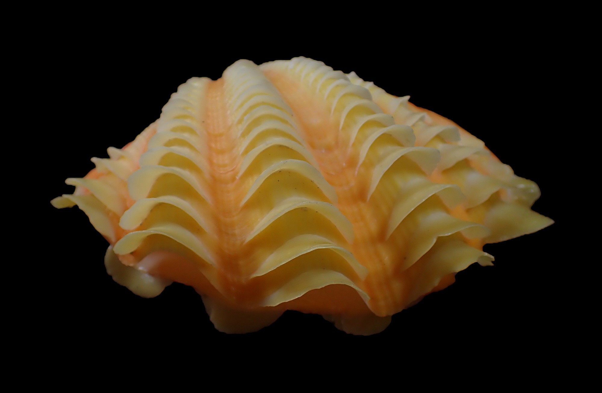 Sea Shell Bivalvia Squamusa 105mm - Etsy