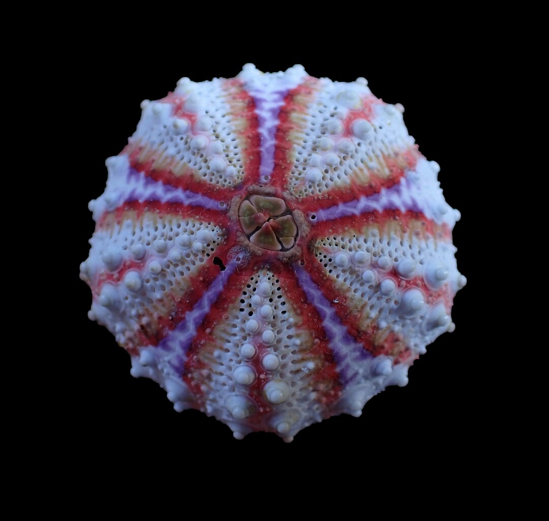 Marine Life Sea Urchin COELOPLEURUS MACULATUS 45mm - Etsy