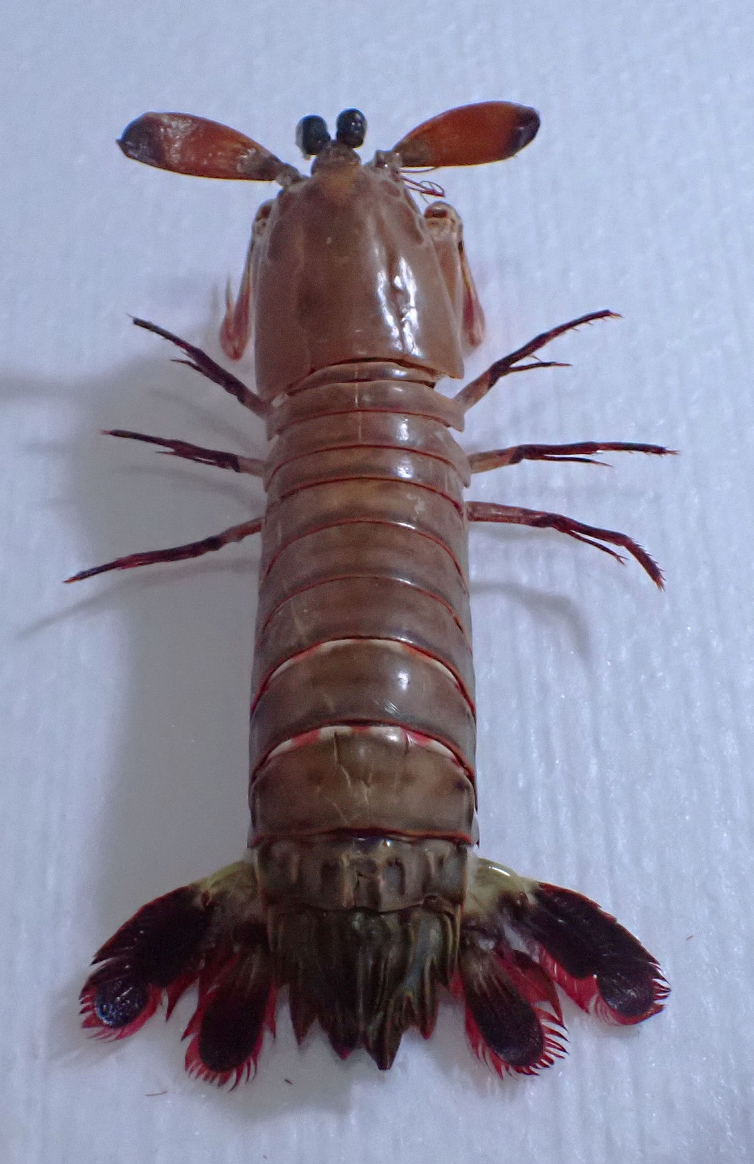 Marine Life Taxidermy Mantis Shrimp 140mm - Etsy