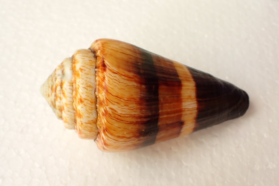 Sea Shells Conus Miles 98mm BIG SIZE & NICE Form - Etsy